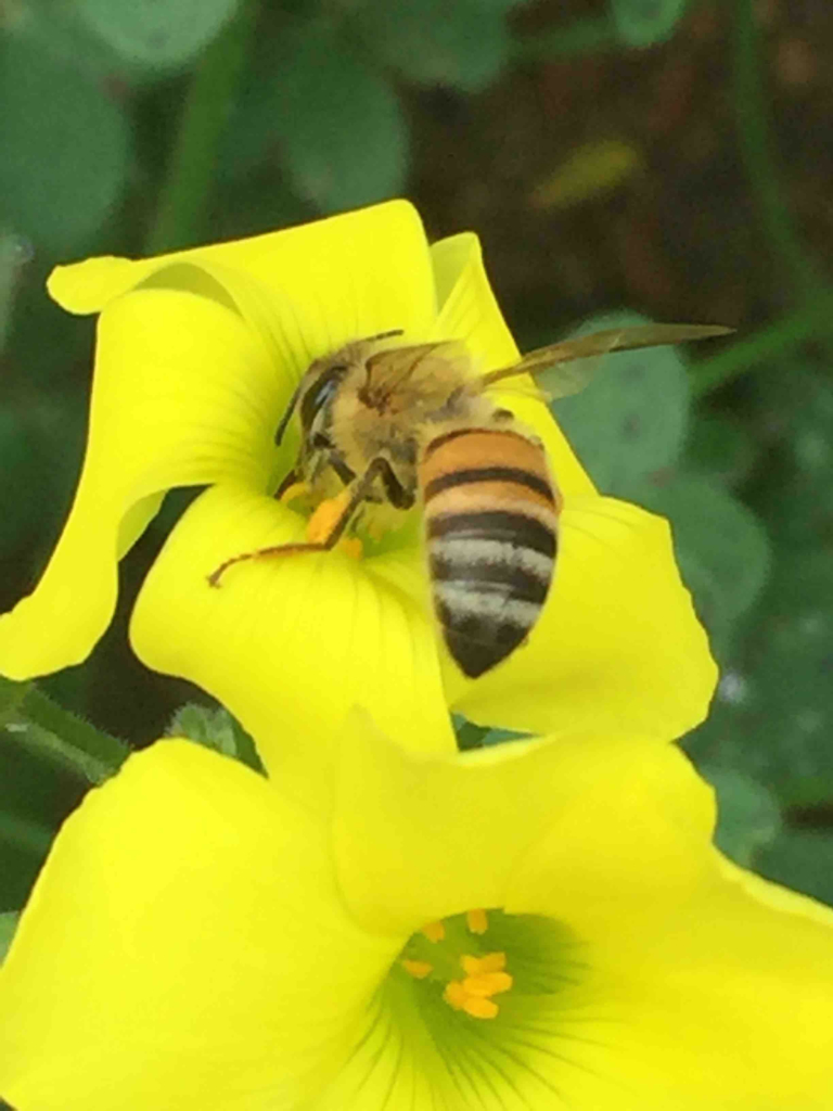 Ancient Forests Key to Bees' Survival - Slanted Media