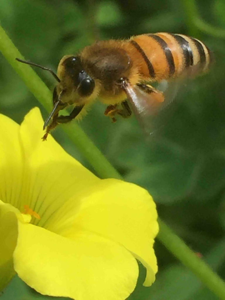 Ancient Forests Key to Bees' Survival - Slanted Media