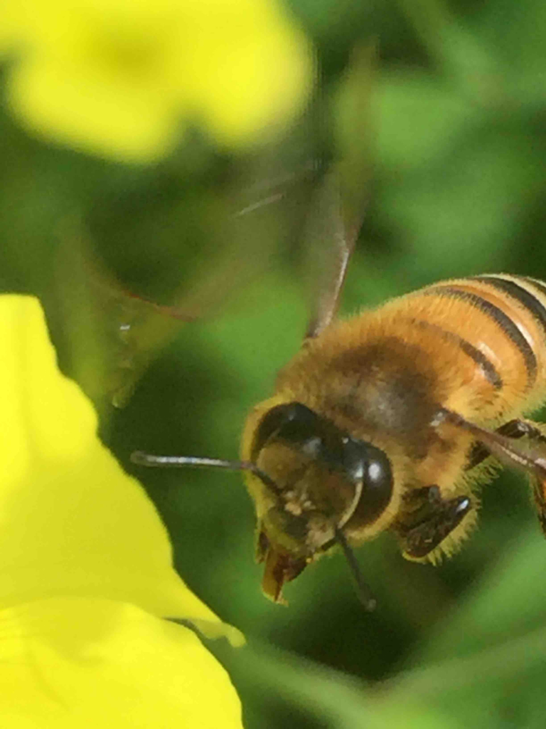 Ancient Forests Key to Bees' Survival - Slanted Media