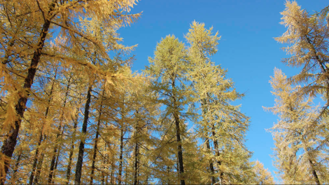 Ransacking Russia’s Ancient Forests - Slanted Media