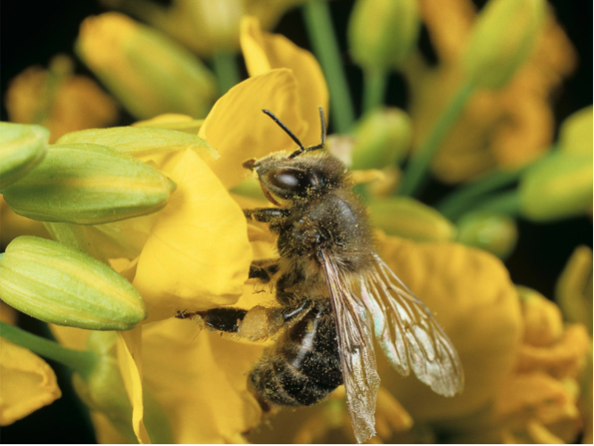 Secrets of Bees and Flowers - Slanted Media
