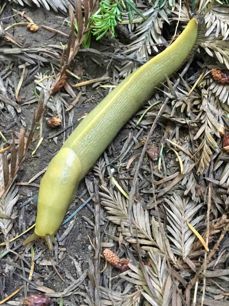 1/4lb Slugs Protect Whopper Redwoods - Slanted Media