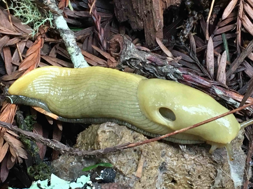 1/4lb Slugs Protect Whopper Redwoods - Slanted Media