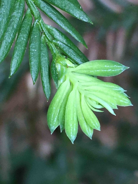 1/4lb Slugs Protect Whopper Redwoods - Slanted Media