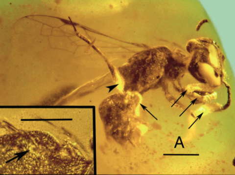 Mayday, 5000 Bee Species Missing In Action - Slanted Media