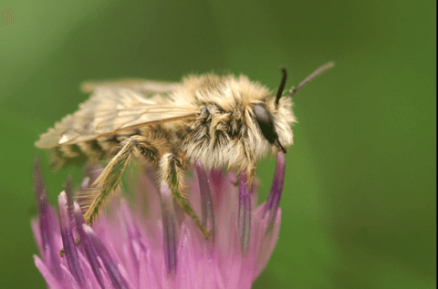 Mayday, 5000 Bee Species Missing In Action - Slanted Media