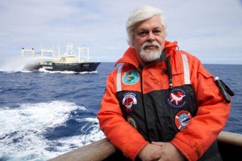 Setting the Record Straight: Captain Paul Watson’s Departure from the ...